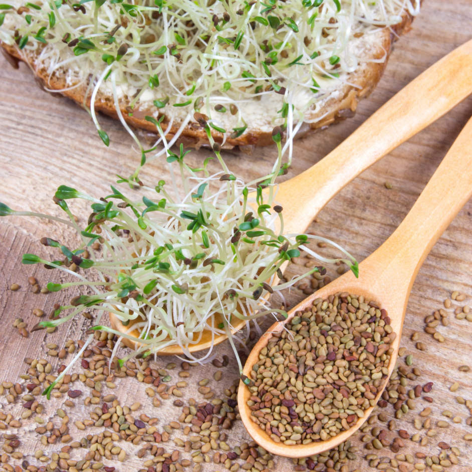 Alfalfansiemenet LUOMU 500g | Tutustu Rawfoodshopiin